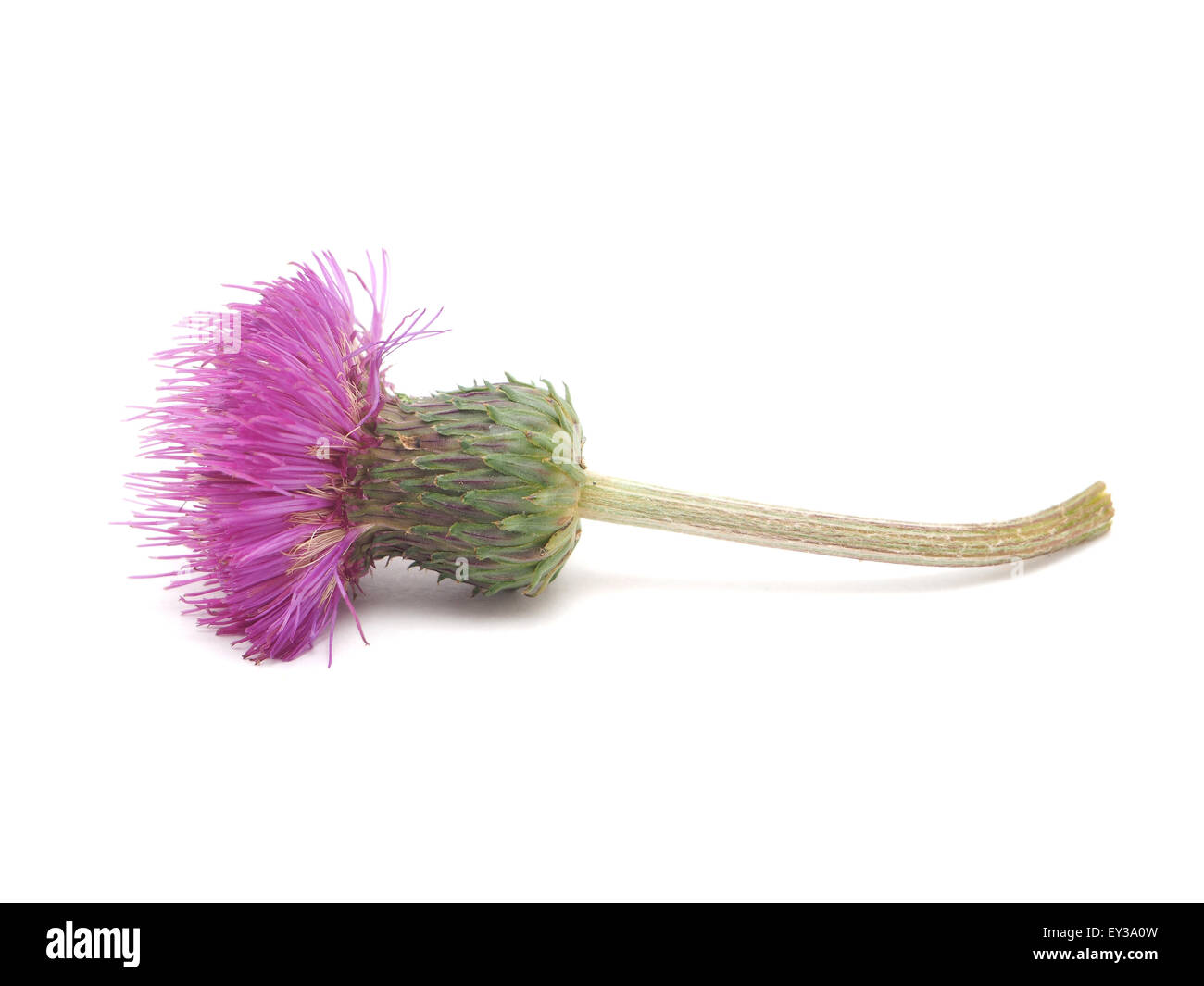 Mary thistle Cut Out Stock Images & Pictures - Alamy