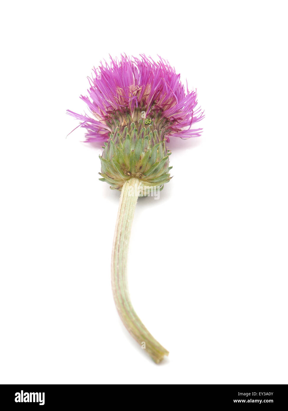 Wild flowers thistle on Cut Out Stock Images & Pictures - Alamy