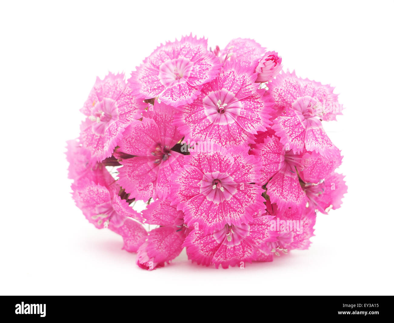 carnation on a white background Stock Photo - Alamy
