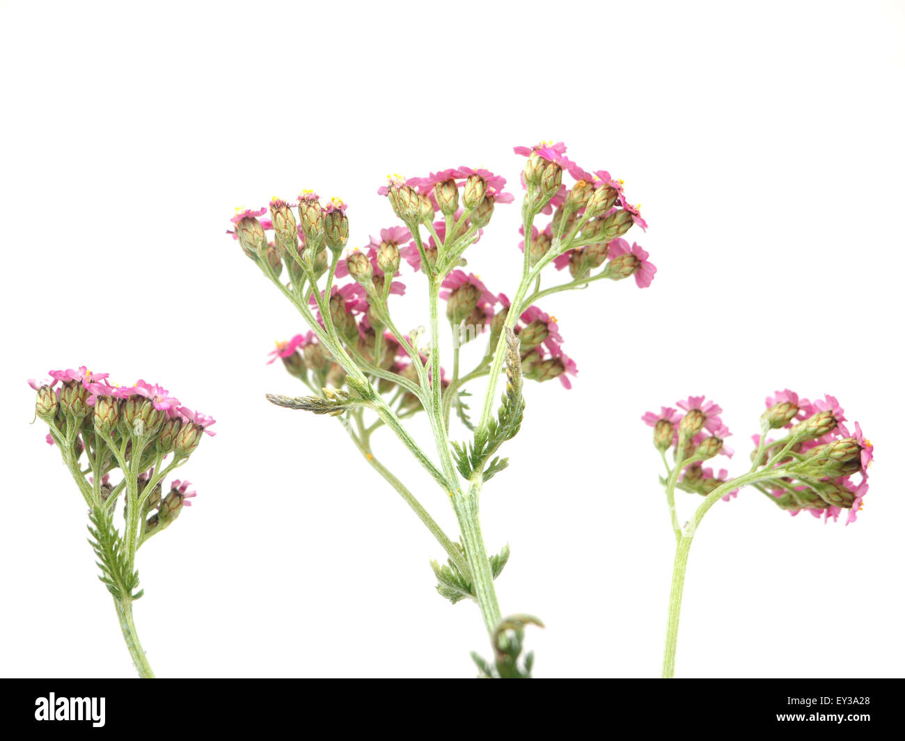 Yarrow on a white background Stock Photo - Alamy