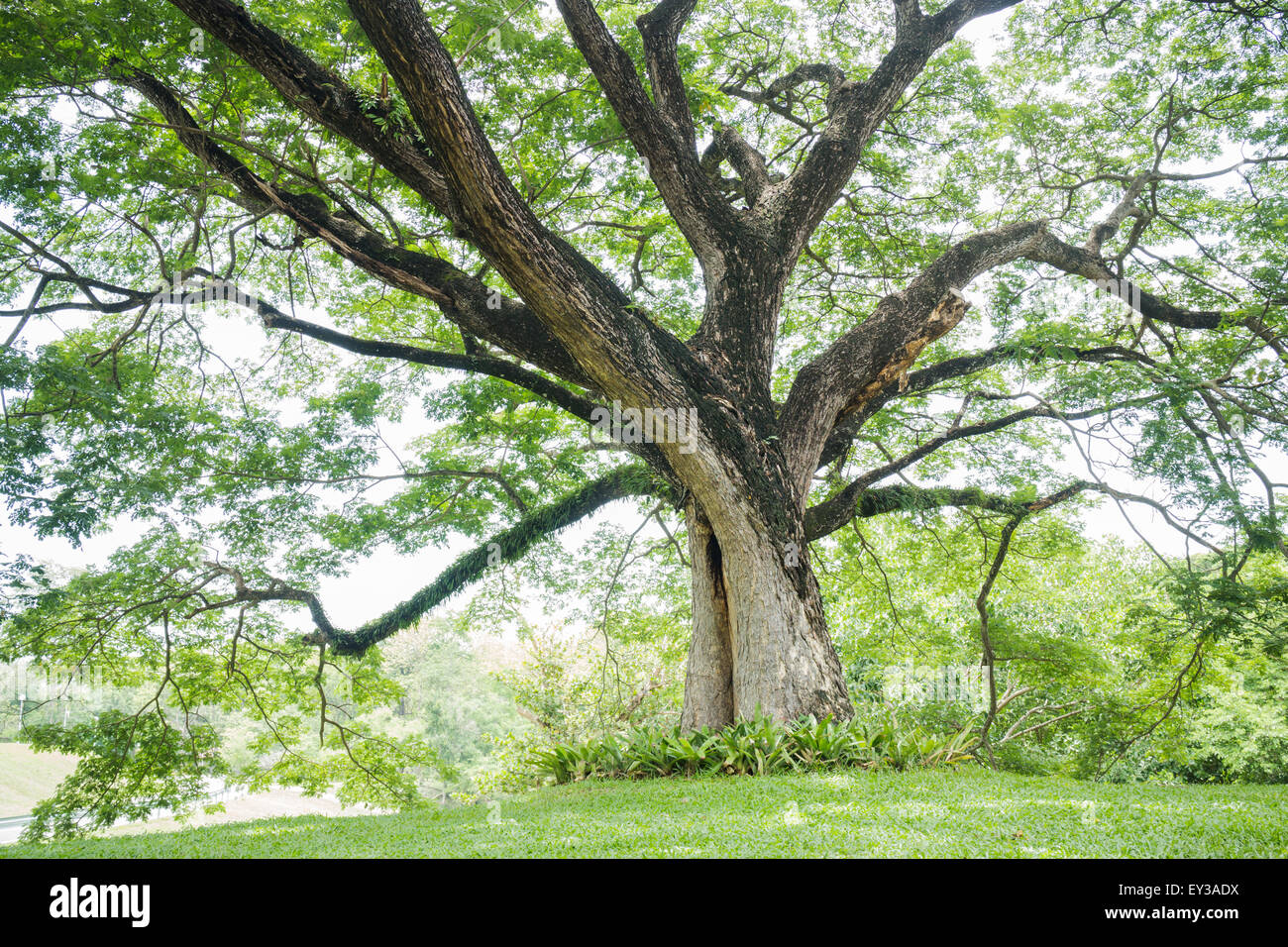 Big tree with fresh green leaves, stock photo Stock Photo - Alamy