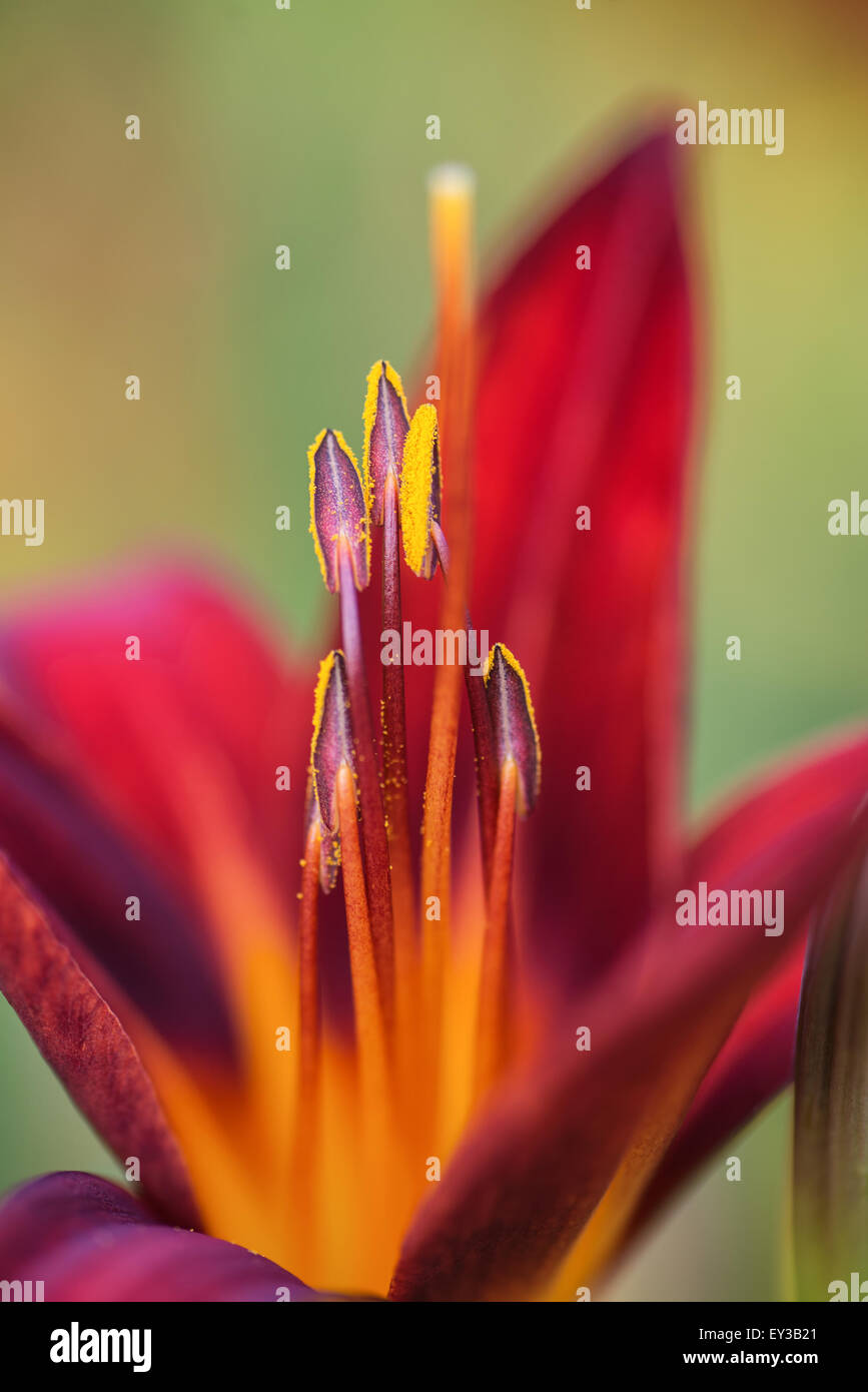 Beautiful red Summer lily flower Stock Photo - Alamy