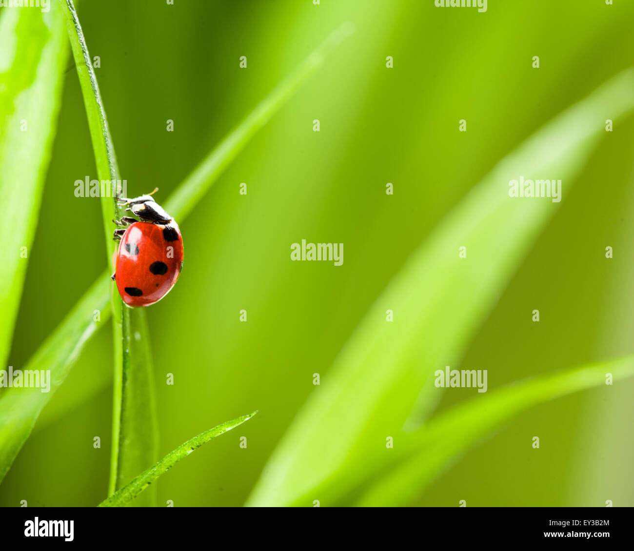 Ladybug running along on blade of green grass Stock Photo - Alamy