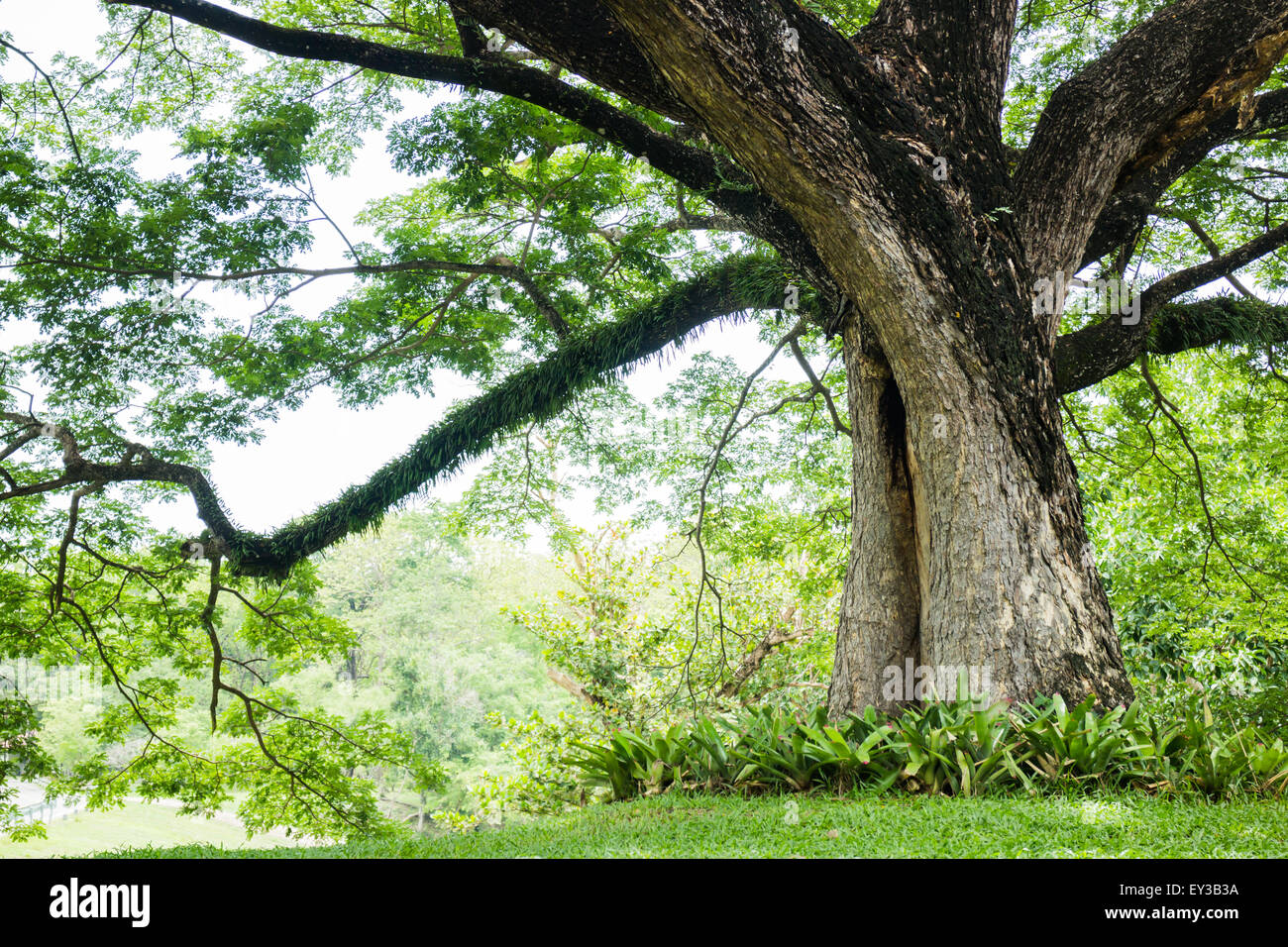 Big tree with fresh green leaves, stock photo Stock Photo - Alamy