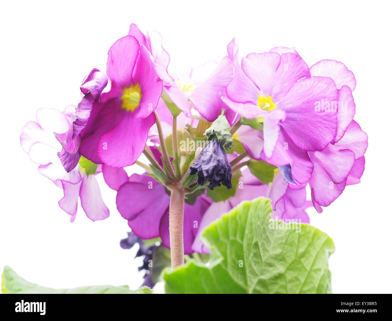 violet on a white background Stock Photo - Alamy