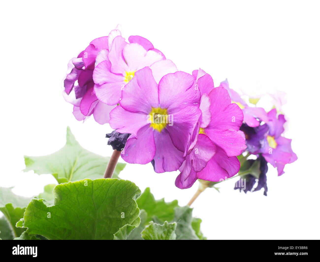 violet on a white background Stock Photo - Alamy