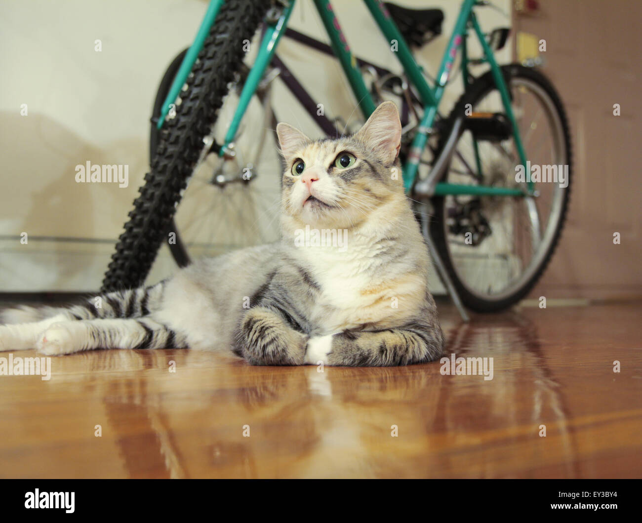 A cat sits in front of a bicycle in a Brooklyn apartment Stock Photo ...