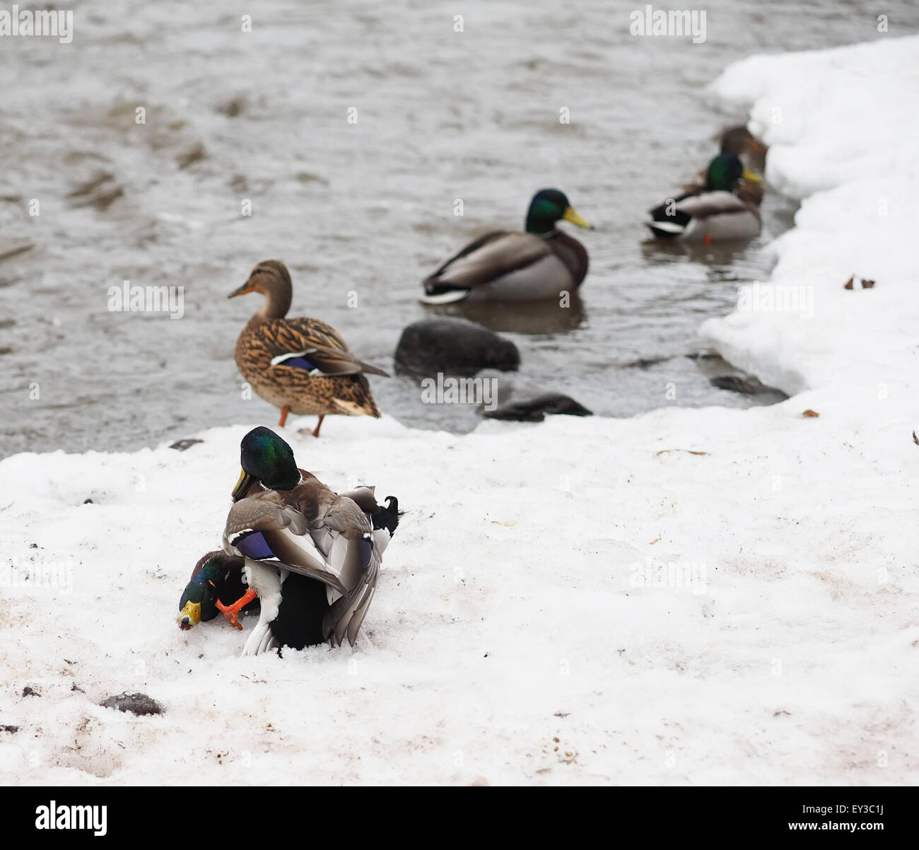 Drake fight hi-res stock photography and images - Alamy