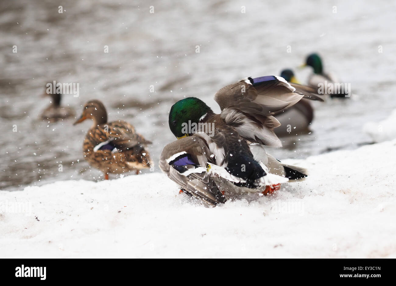Drake fight hi-res stock photography and images - Alamy
