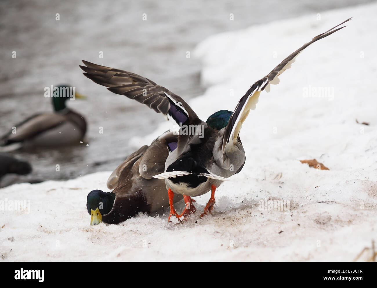 Drake fight hi-res stock photography and images - Alamy