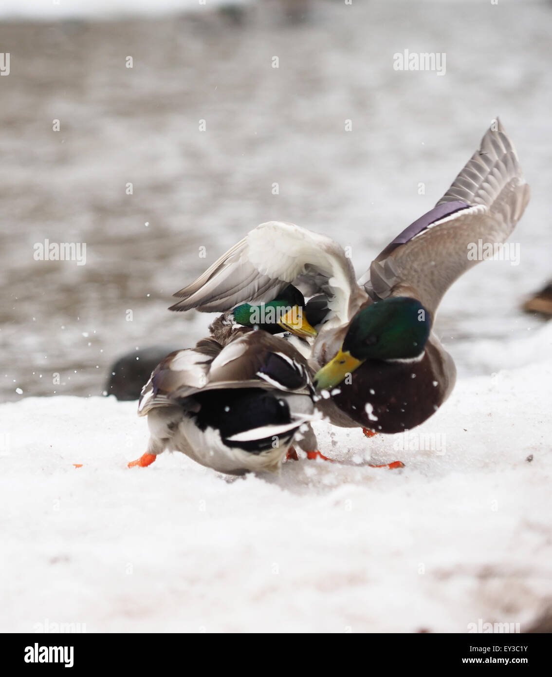 Drake fight hi-res stock photography and images - Alamy