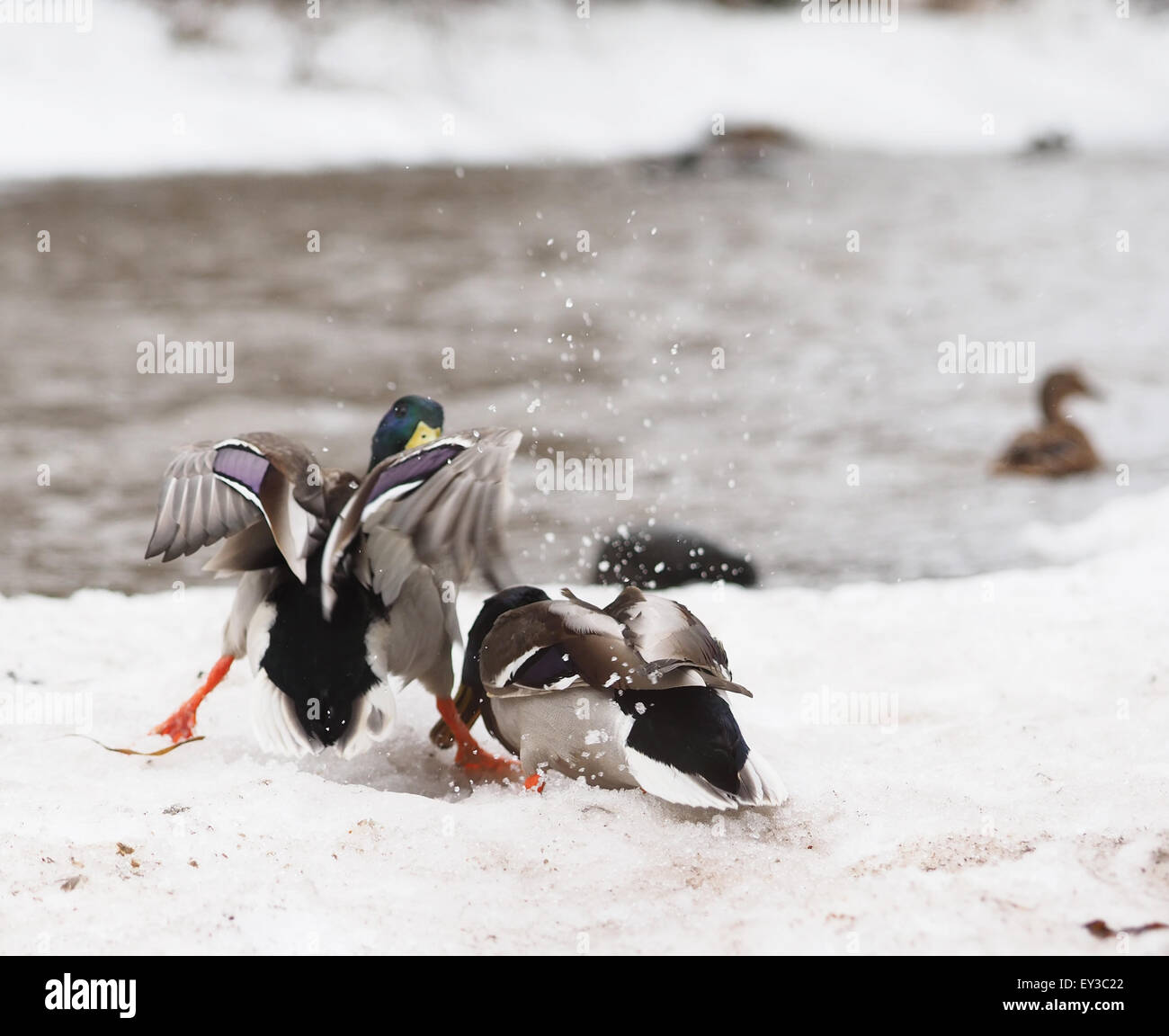 Two drake fight in the snow Stock Photo - Alamy