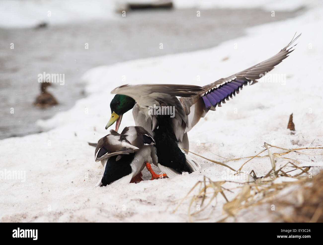 Two drake fight in the snow Stock Photo - Alamy