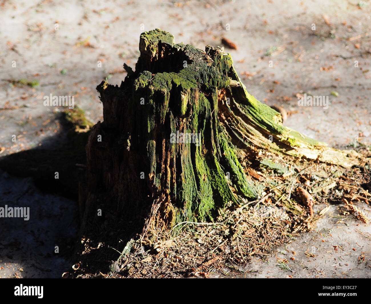 an old stump in the woods Stock Photo - Alamy
