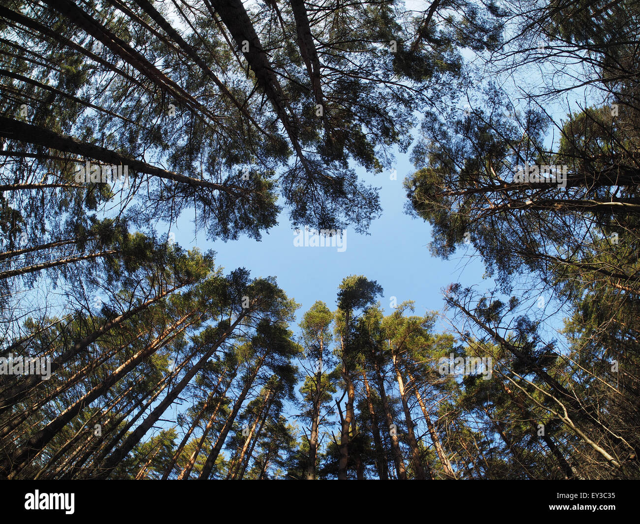 the trees. bottom view Stock Photo - Alamy