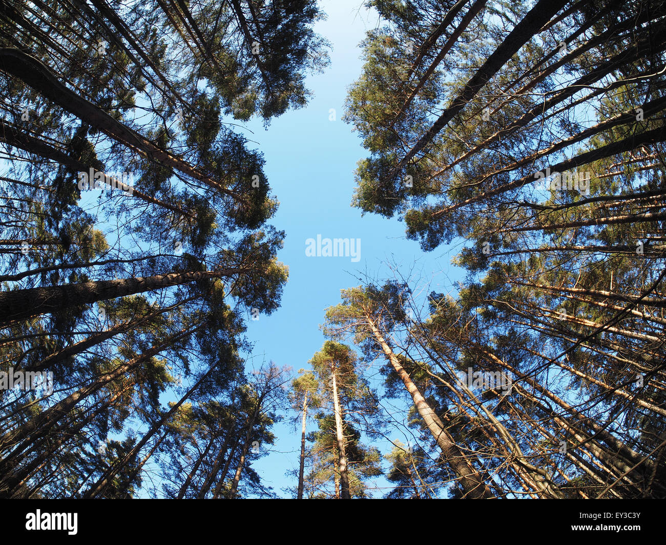 the trees. bottom view Stock Photo - Alamy