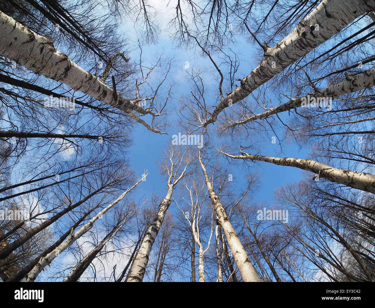 Trees bottom view hi-res stock photography and images - Alamy