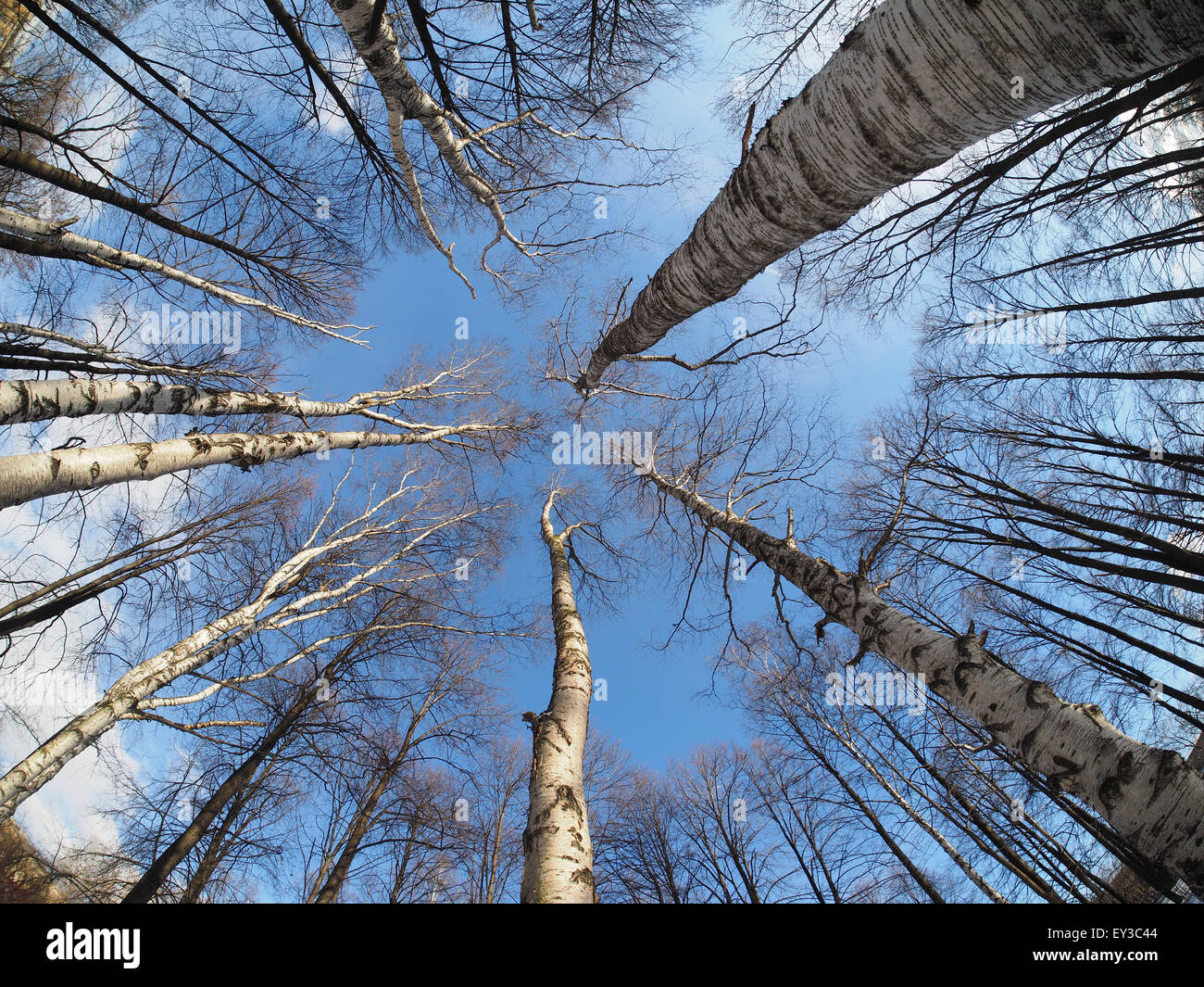 Bottom of trees hi-res stock photography and images - Alamy