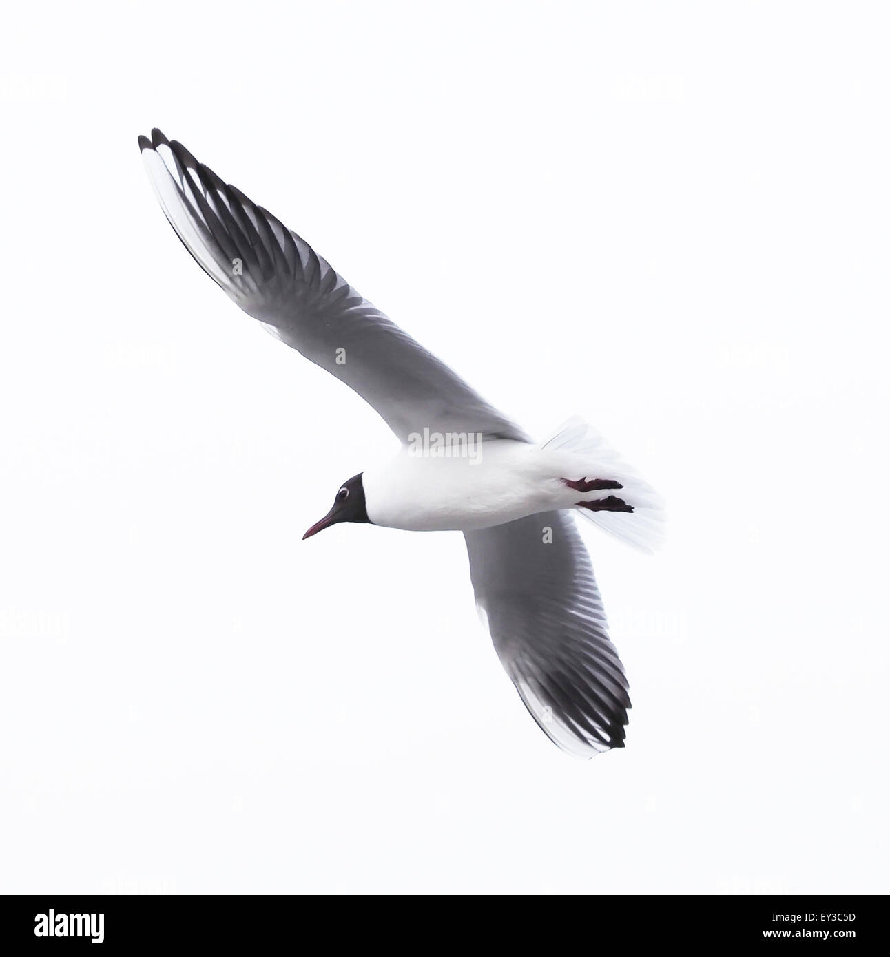 Pigeon in flight color Cut Out Stock Images & Pictures - Alamy