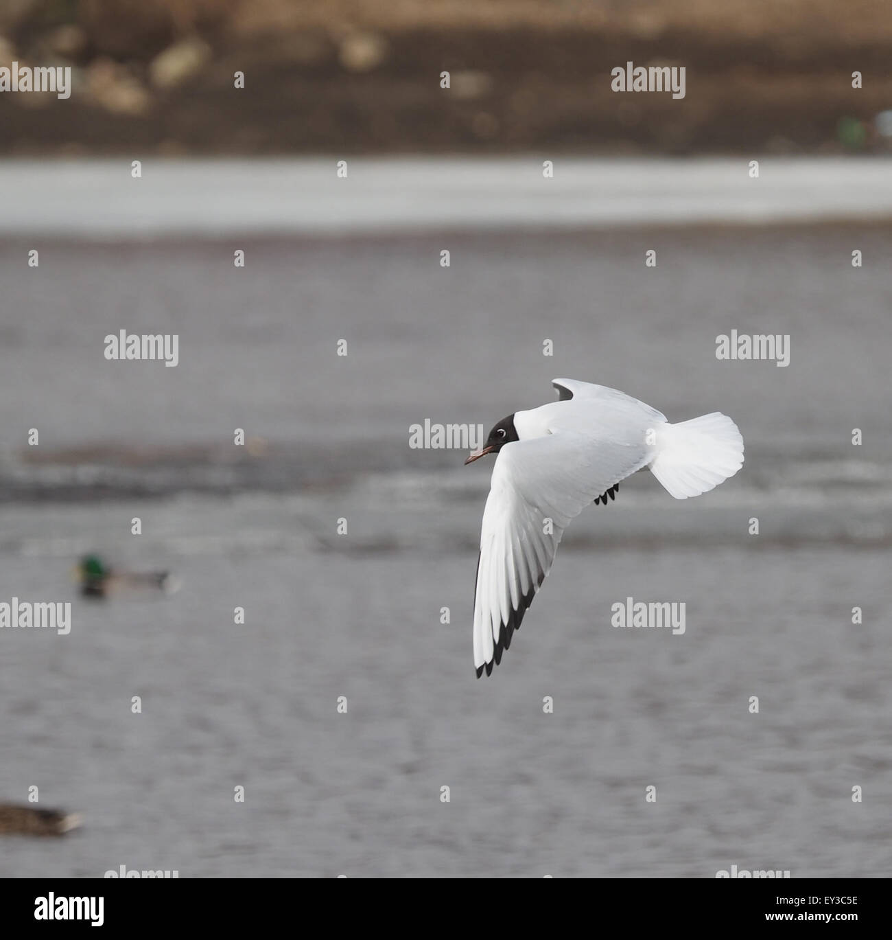 seagull in flight Stock Photo - Alamy
