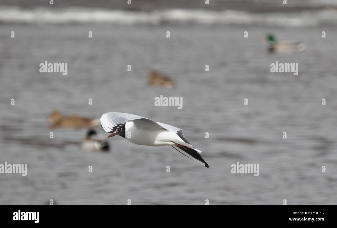 seagull in flight Stock Photo - Alamy
