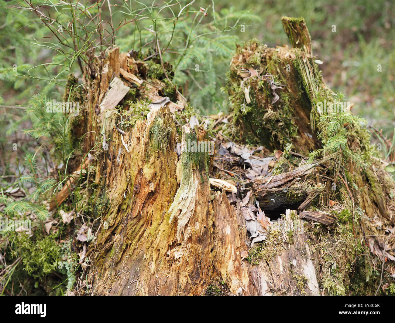 an old stump in the woods Stock Photo - Alamy