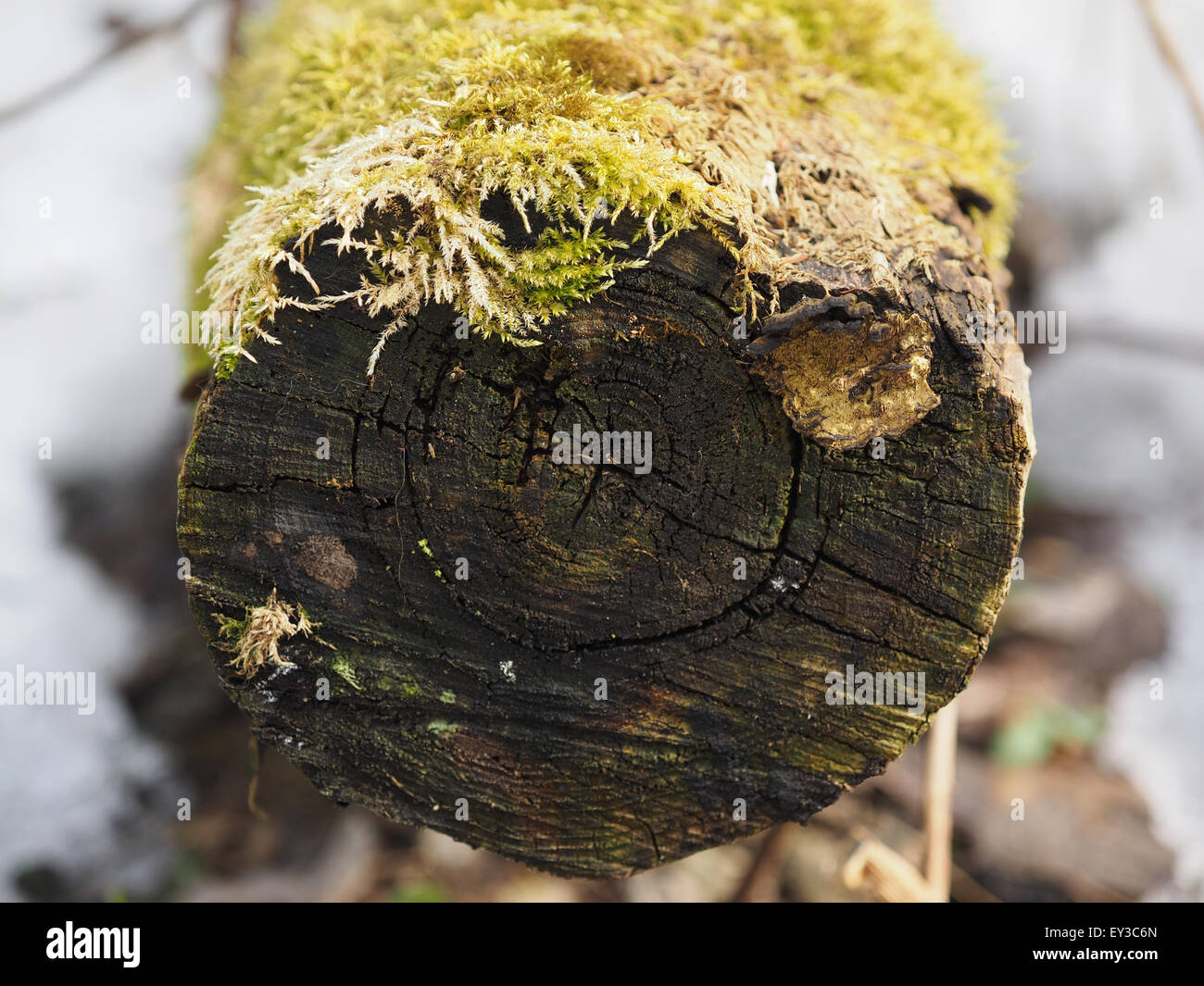 an old stump in the woods Stock Photo - Alamy