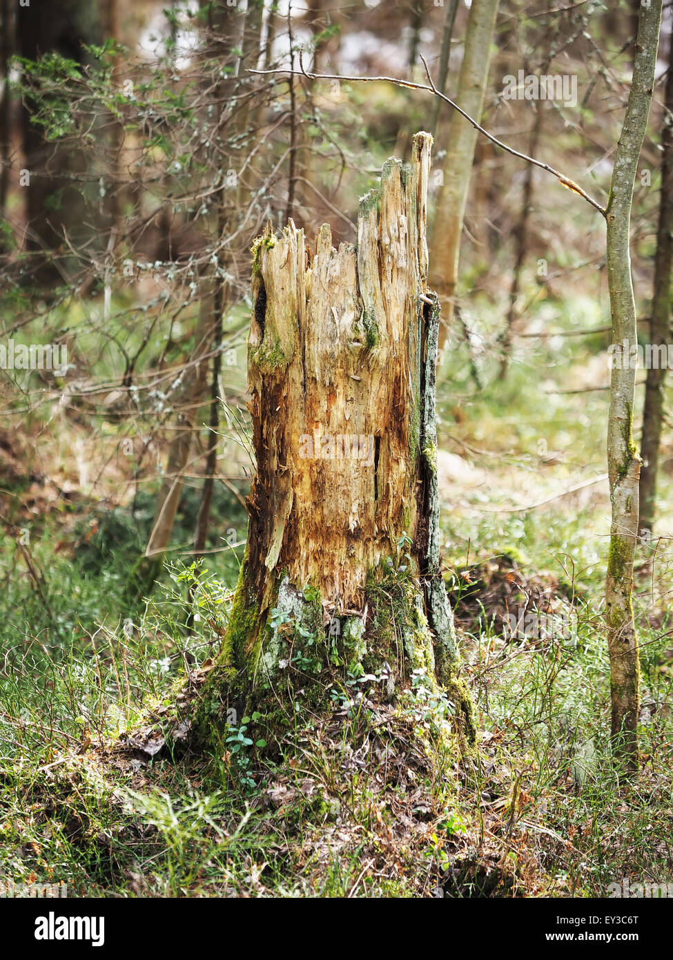an old stump in the woods Stock Photo - Alamy