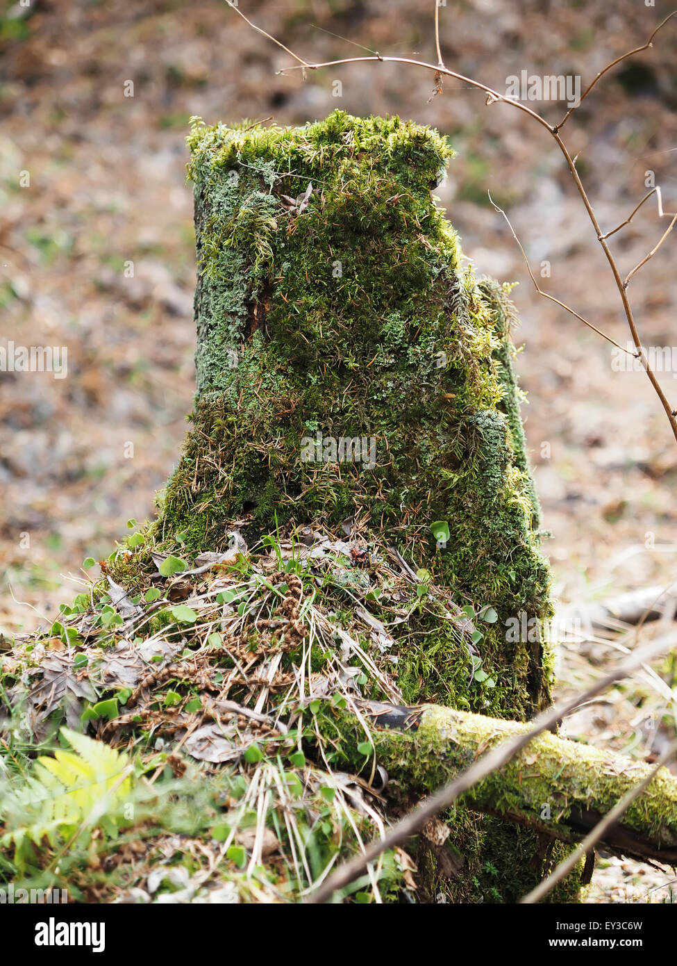 an old stump in the woods Stock Photo - Alamy