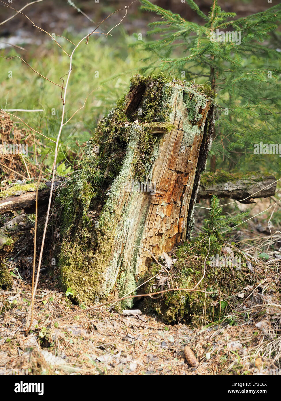 an old stump in the woods Stock Photo - Alamy