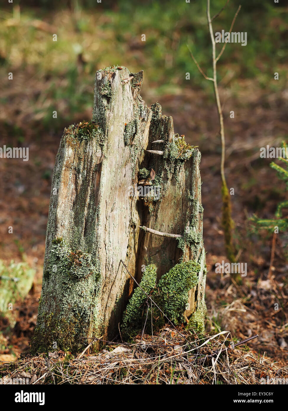 an old stump in the woods Stock Photo - Alamy