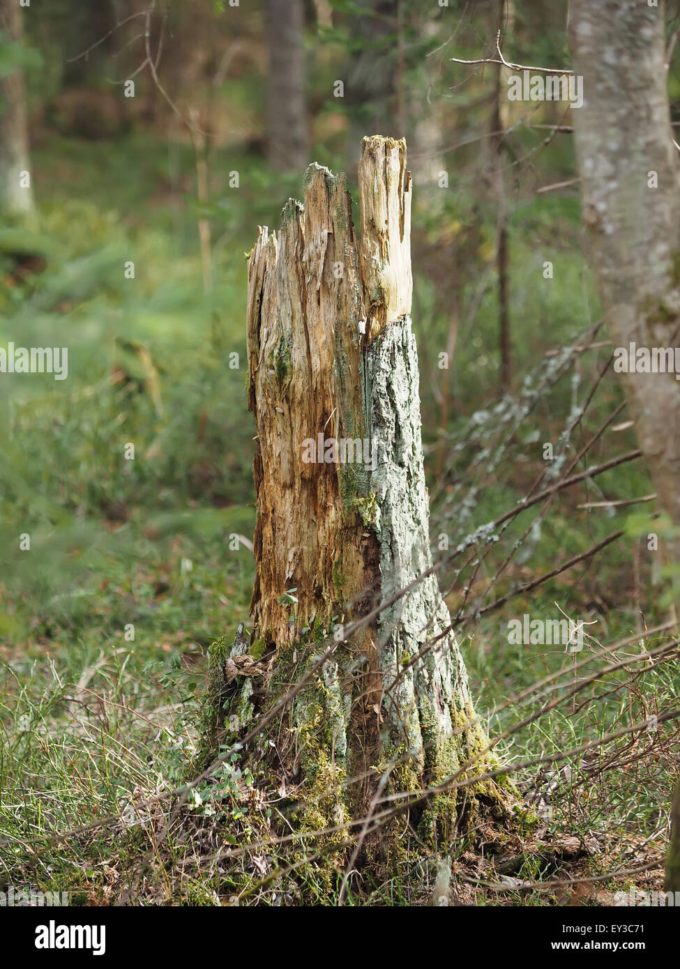 an old stump in the woods Stock Photo - Alamy