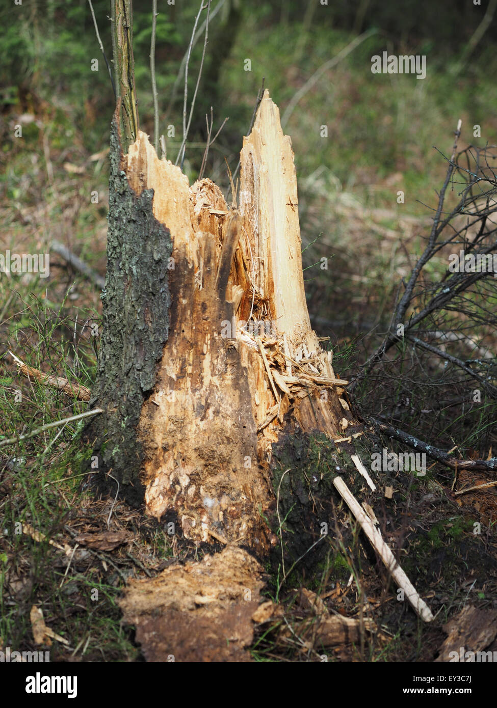 an old stump in the woods Stock Photo - Alamy