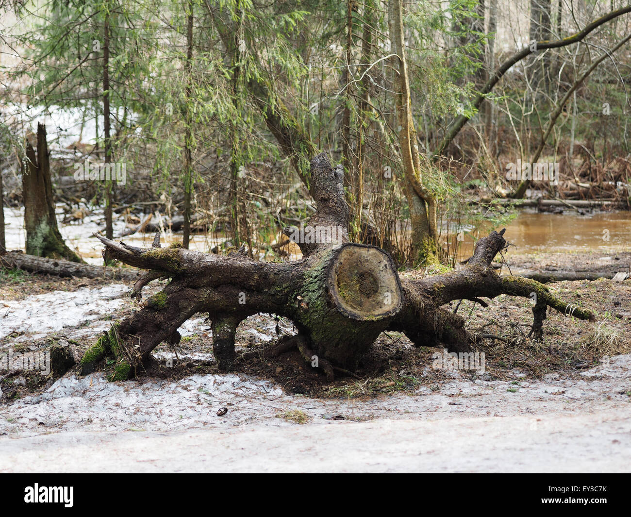 an old stump in the woods Stock Photo - Alamy