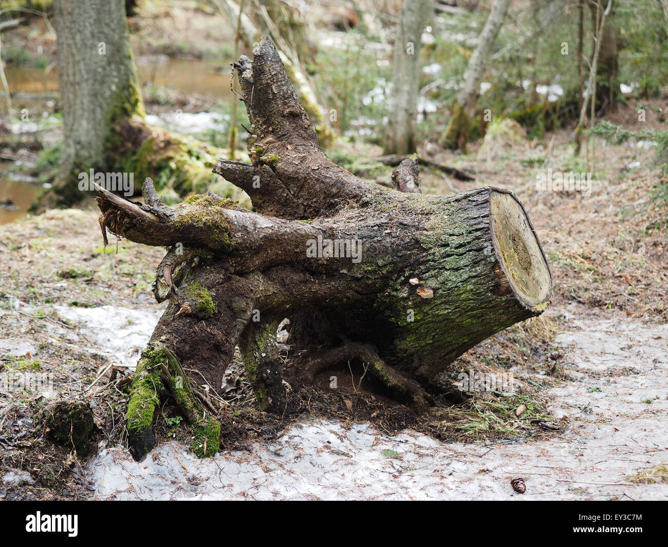 an old stump in the woods Stock Photo - Alamy
