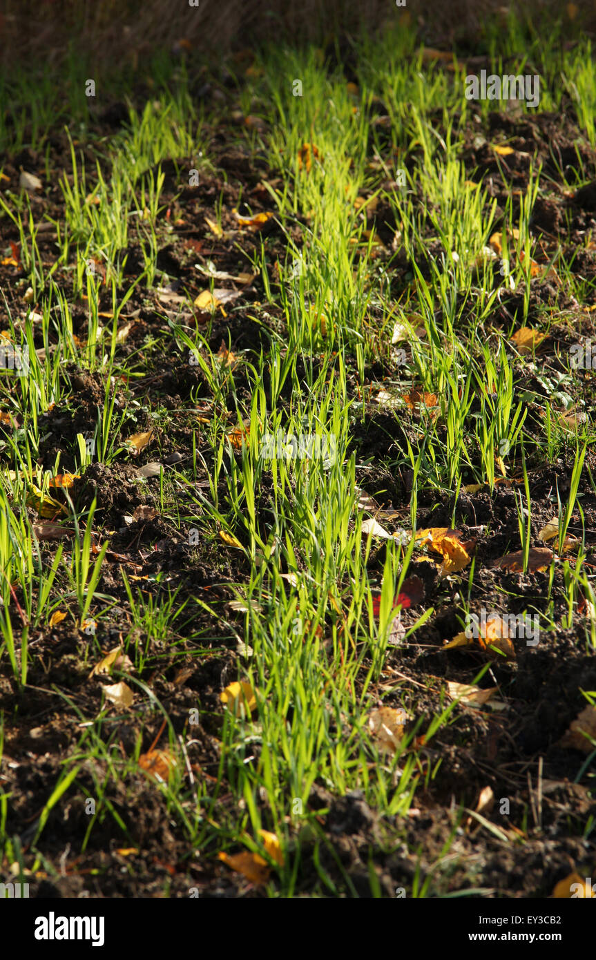 grass of the earth Stock Photo - Alamy