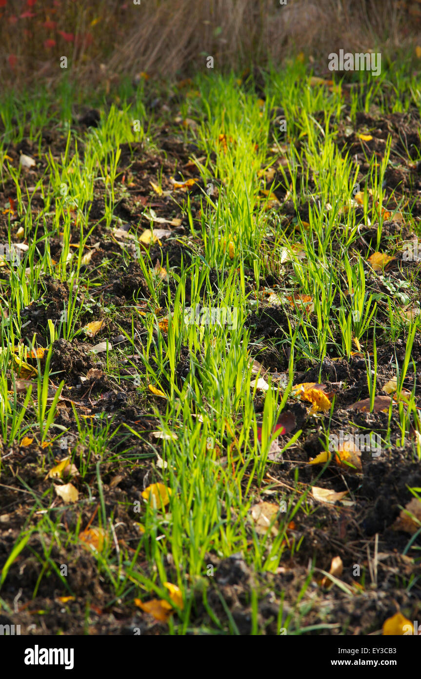 grass of the earth Stock Photo - Alamy