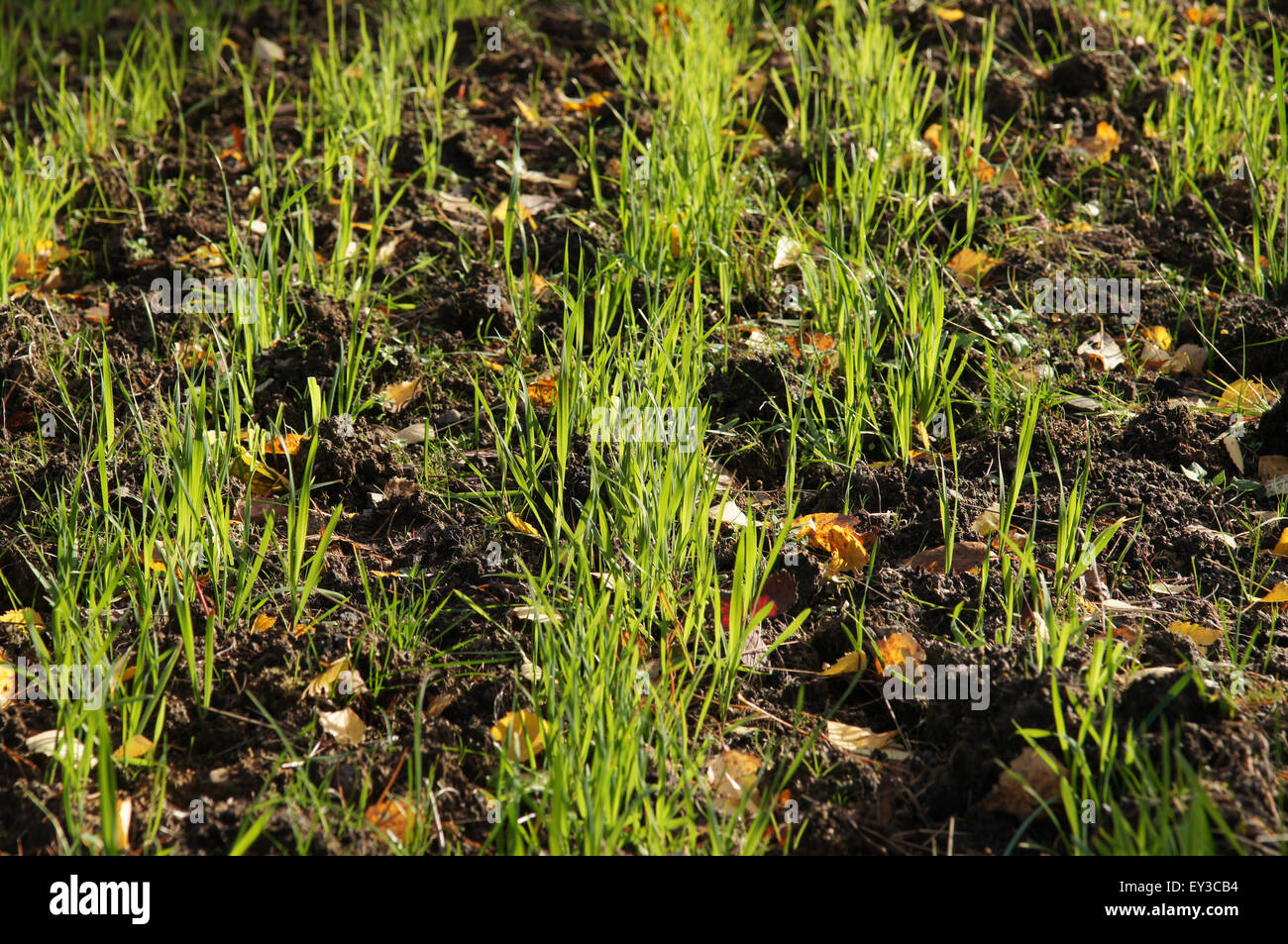 grass of the earth Stock Photo - Alamy