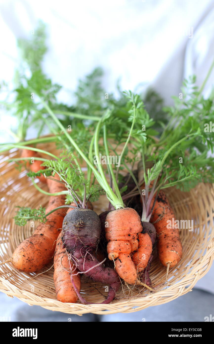Freshly carrots hi-res stock photography and images - Alamy