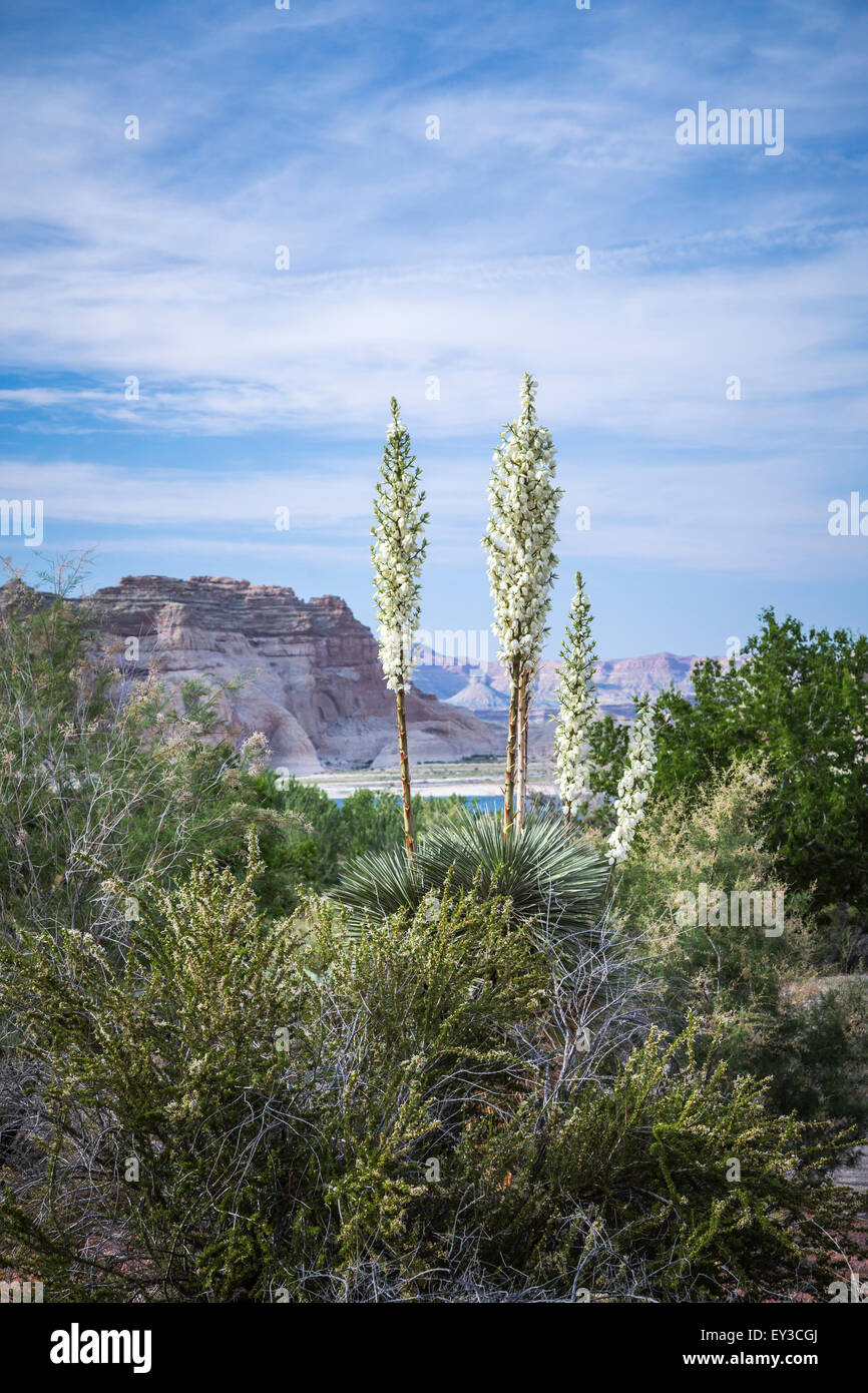 Blooming yucca plants at the Glen Canyon Recreation Area, near the Lake ...