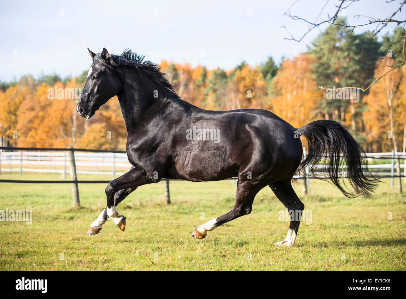 Hanoverian Horse. Black gelding galloping on a pasture. Germany Stock ...