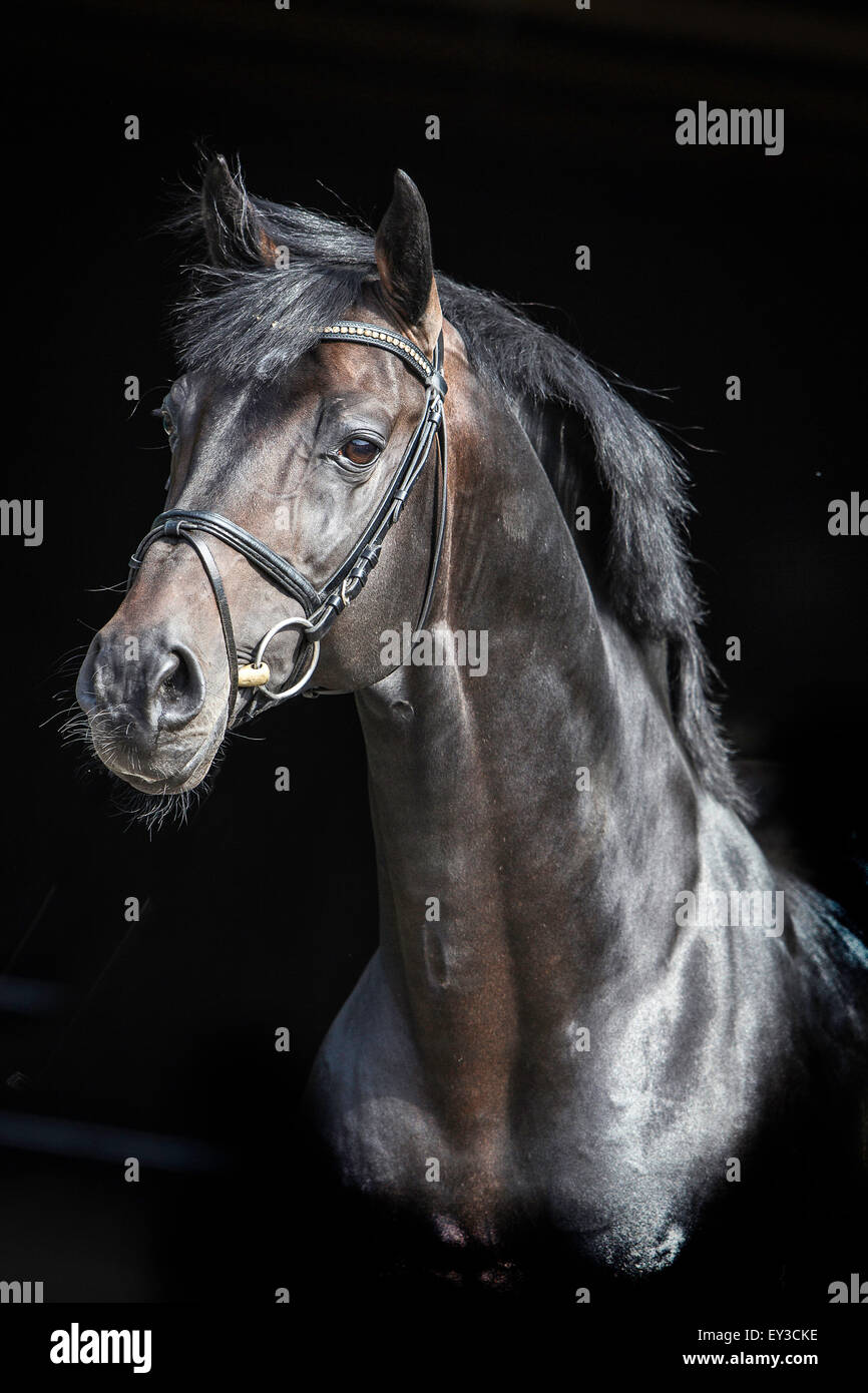 Holsteiner Horse. Portrait of bay stallion, seen against a black ...