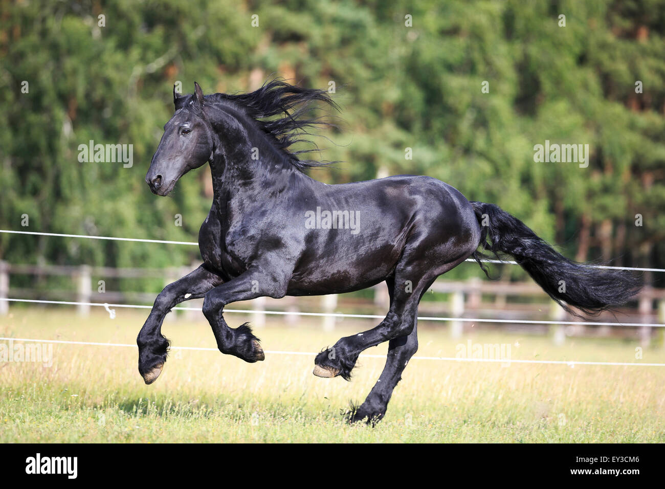 Friesian Horse. Black stallion galloping on a pasture. Germany Stock ...