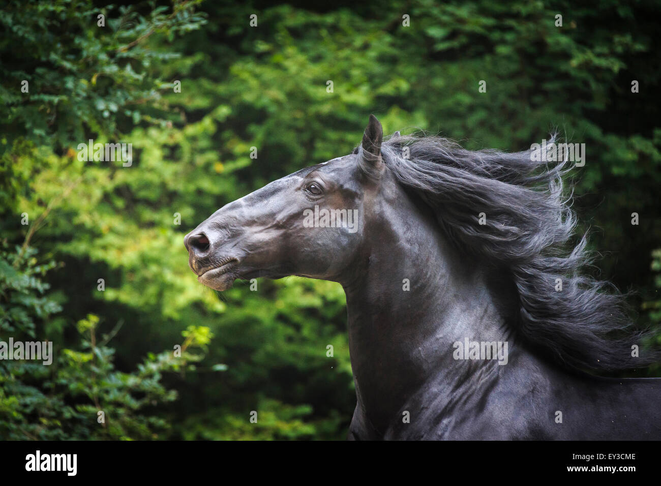 Murgese Horse. Portraet of black stallion with mane flowing. Tuscany ...