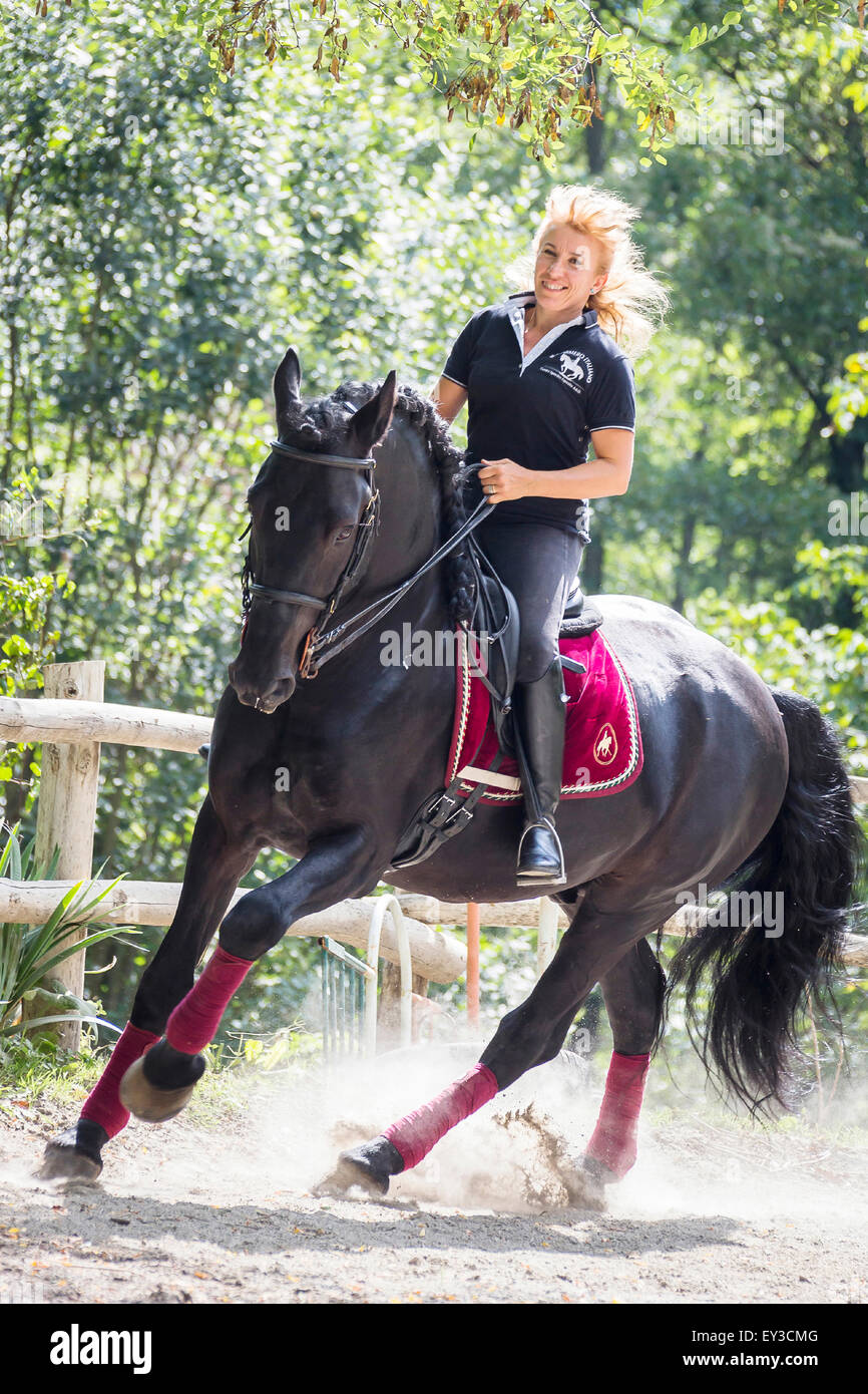 Murgese Horse. Rider with black stallion galloping on a riding place ...