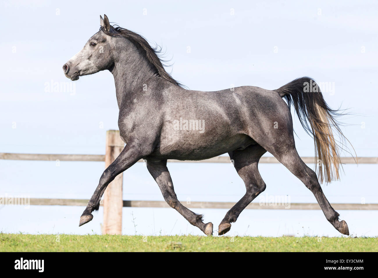 Arabian Harse. Gray horse trotting on a pasture. Germany Stock Photo ...