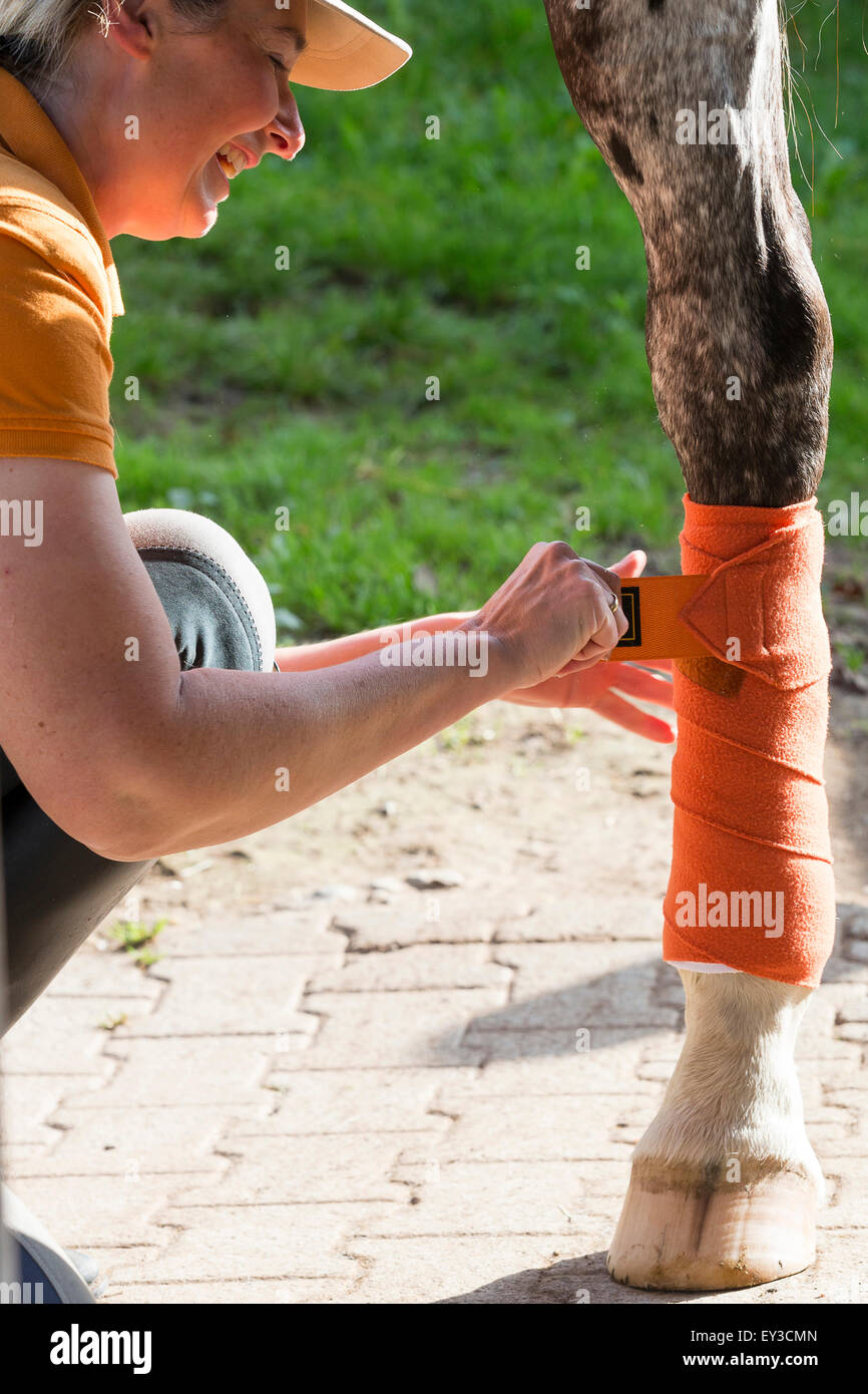 Bandaging a horse hi-res stock photography and images - Alamy