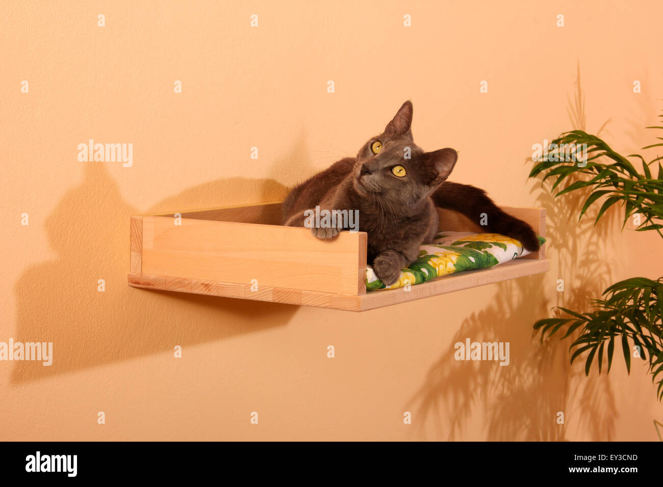 Fixed animal hi-res stock photography and images - Alamy