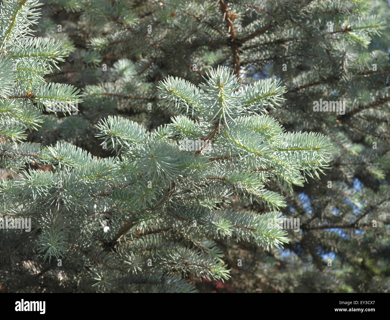 silver fir branch Stock Photo - Alamy