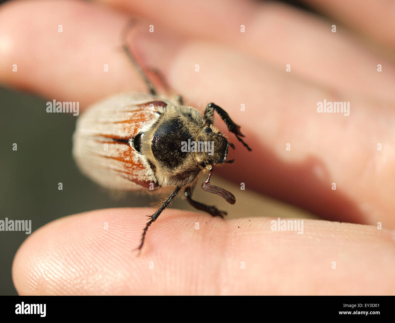 Chafer hi-res stock photography and images - Alamy